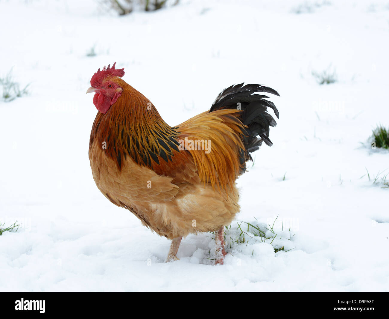 Range poultry hi-res stock photography and images - Alamy