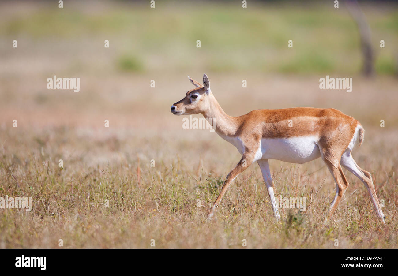 Black buck animal Stock Photo - Alamy