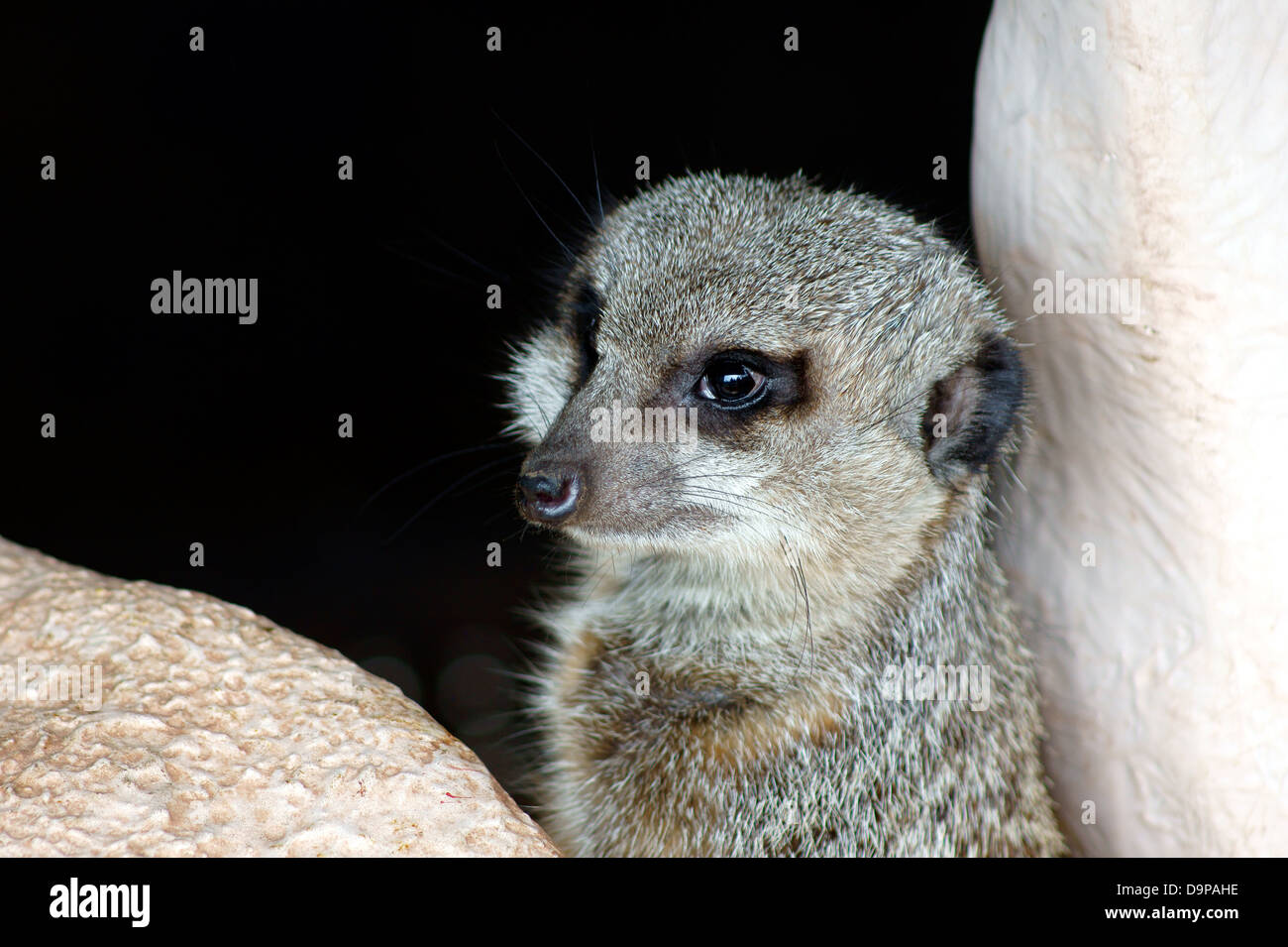 Little sergei hi-res stock photography and images - Alamy