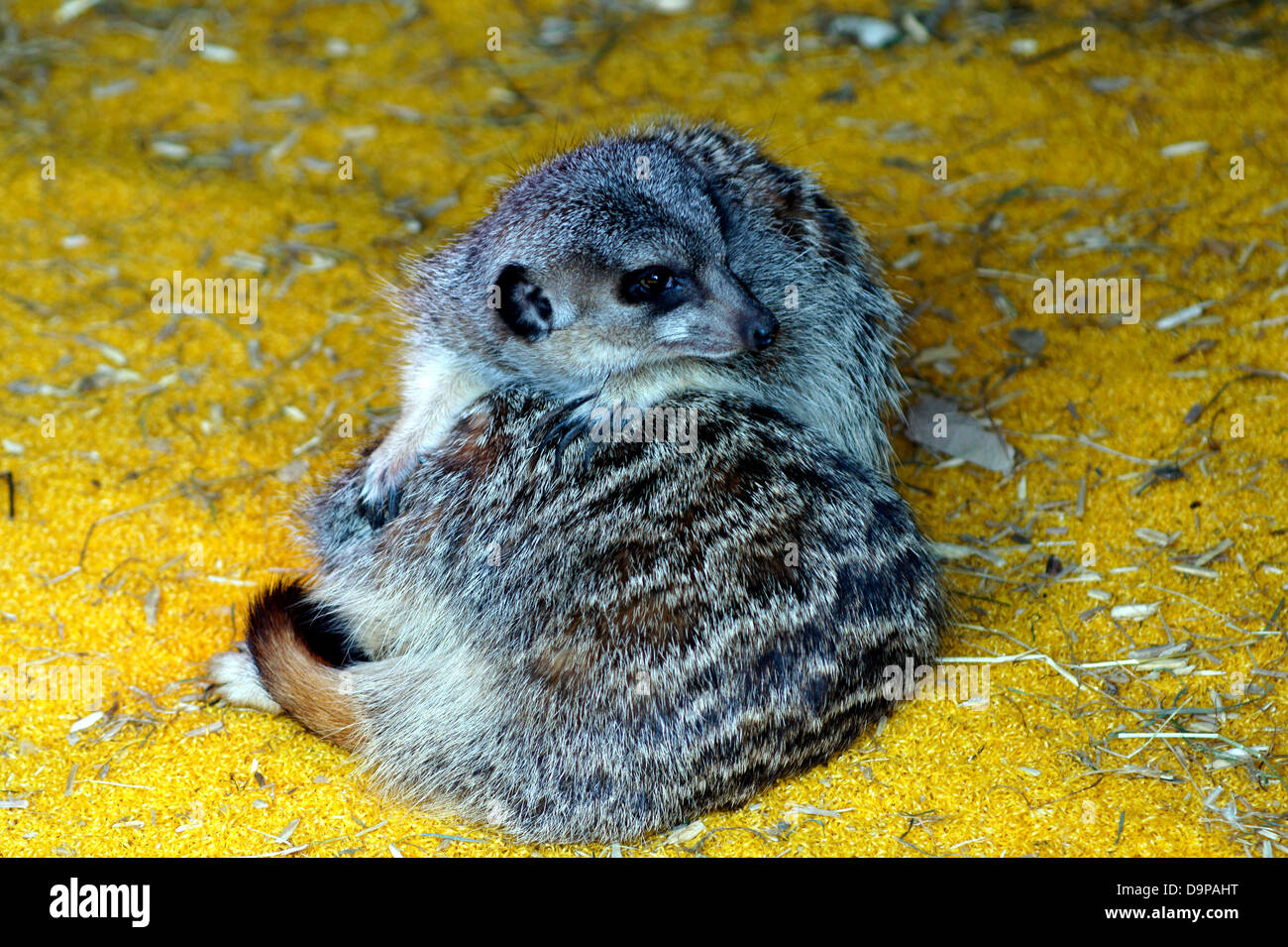 Little sergei hi-res stock photography and images - Alamy