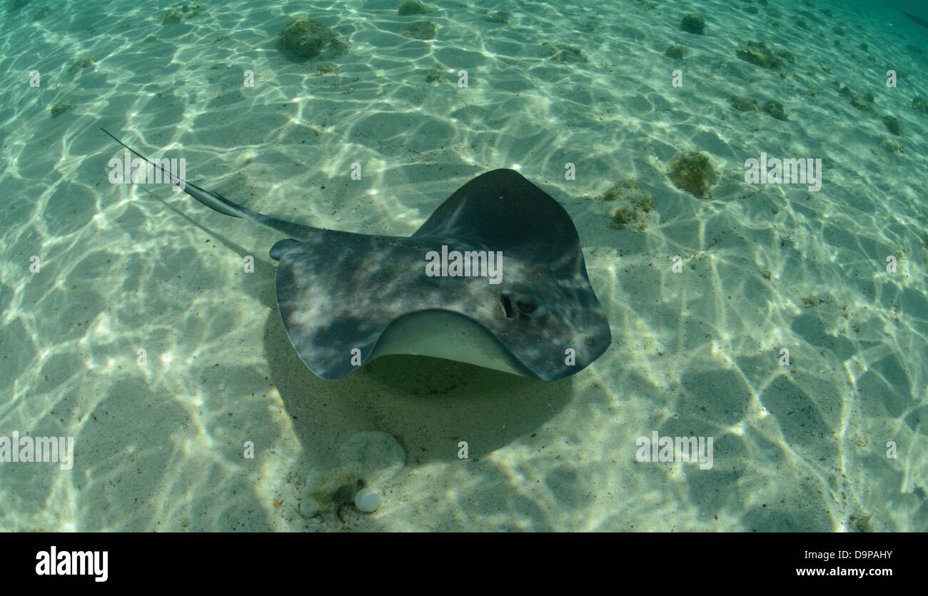 Stingray in tropical waters hi-res stock photography and images - Alamy