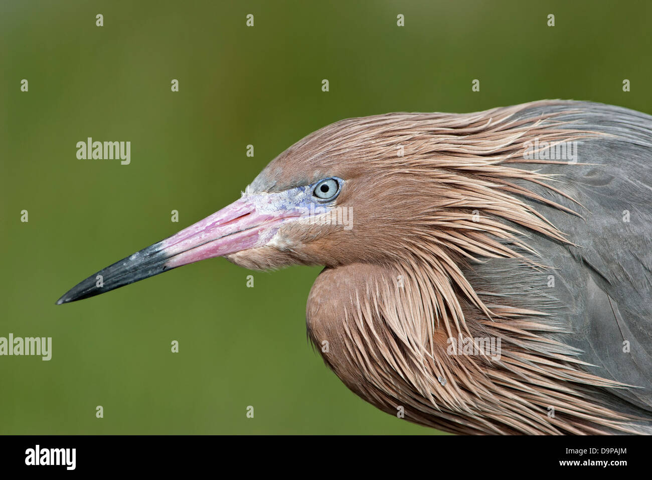 Reddish Egret portrait Stock Photo - Alamy