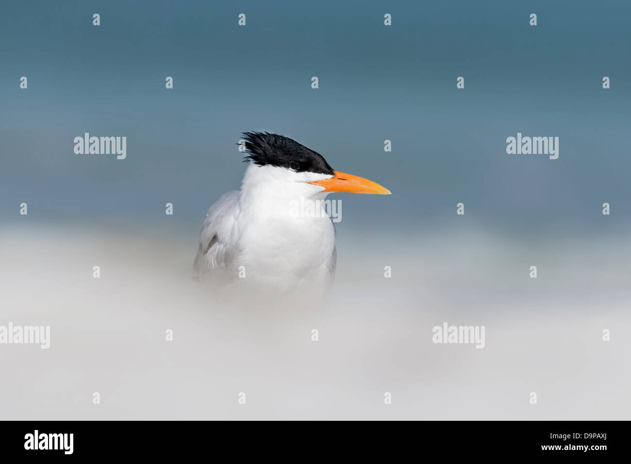 Species royal tern hi-res stock photography and images - Alamy