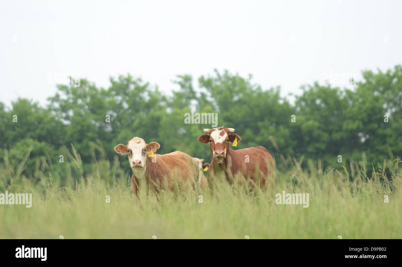 Two cows in a rural pasture on a farm Stock Photo - Alamy