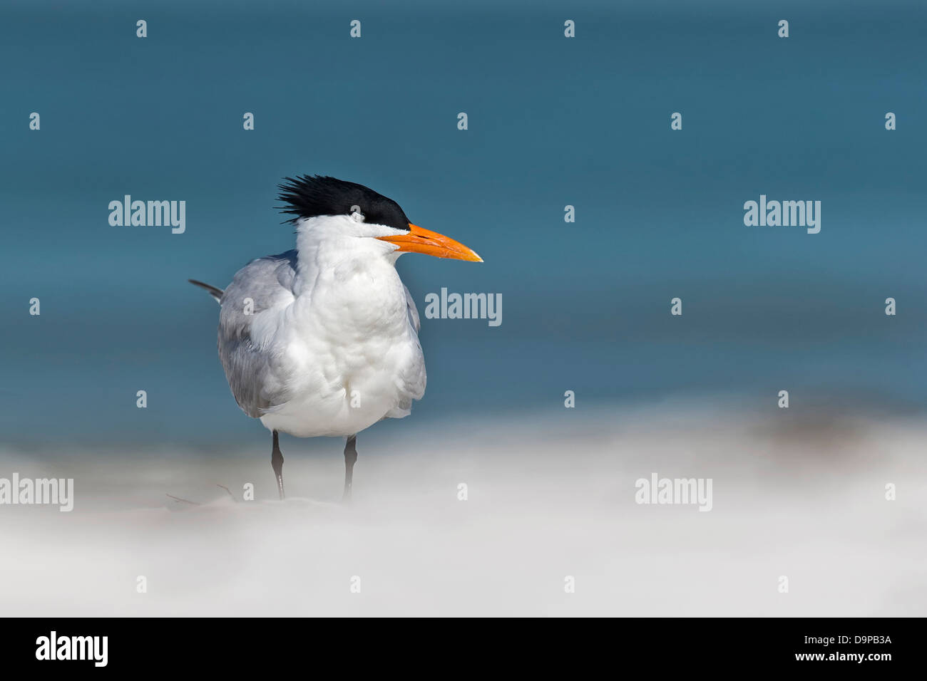 Species royal tern hi-res stock photography and images - Alamy