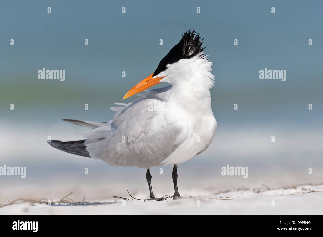 Species royal tern hi-res stock photography and images - Alamy