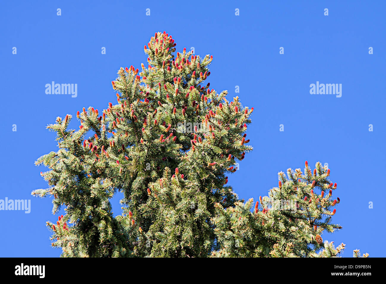 Spruce cone hi-res stock photography and images - Alamy