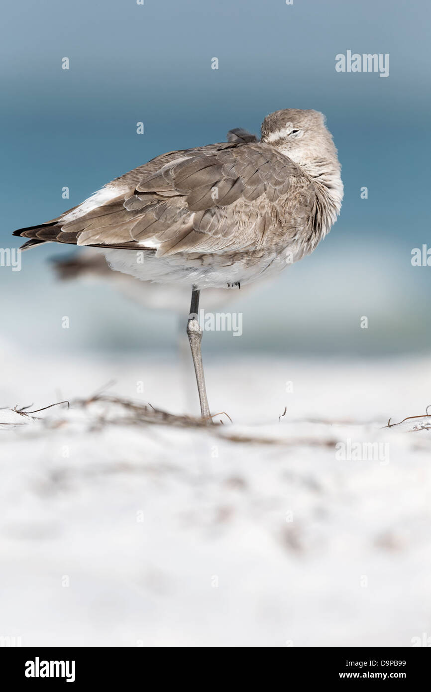 Wader roost hi-res stock photography and images - Alamy