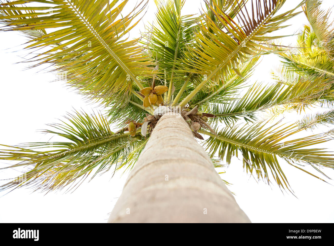 Looking up at a tall coconut palm tree in tropical location Stock Photo ...