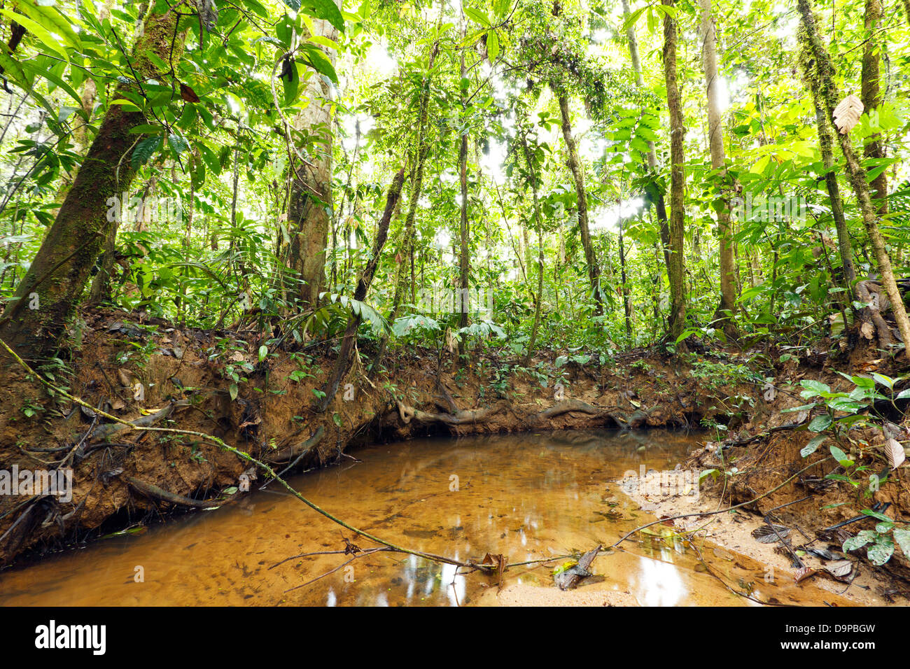 Stream winding through lowland tropical rainforest in the Ecuadorian ...
