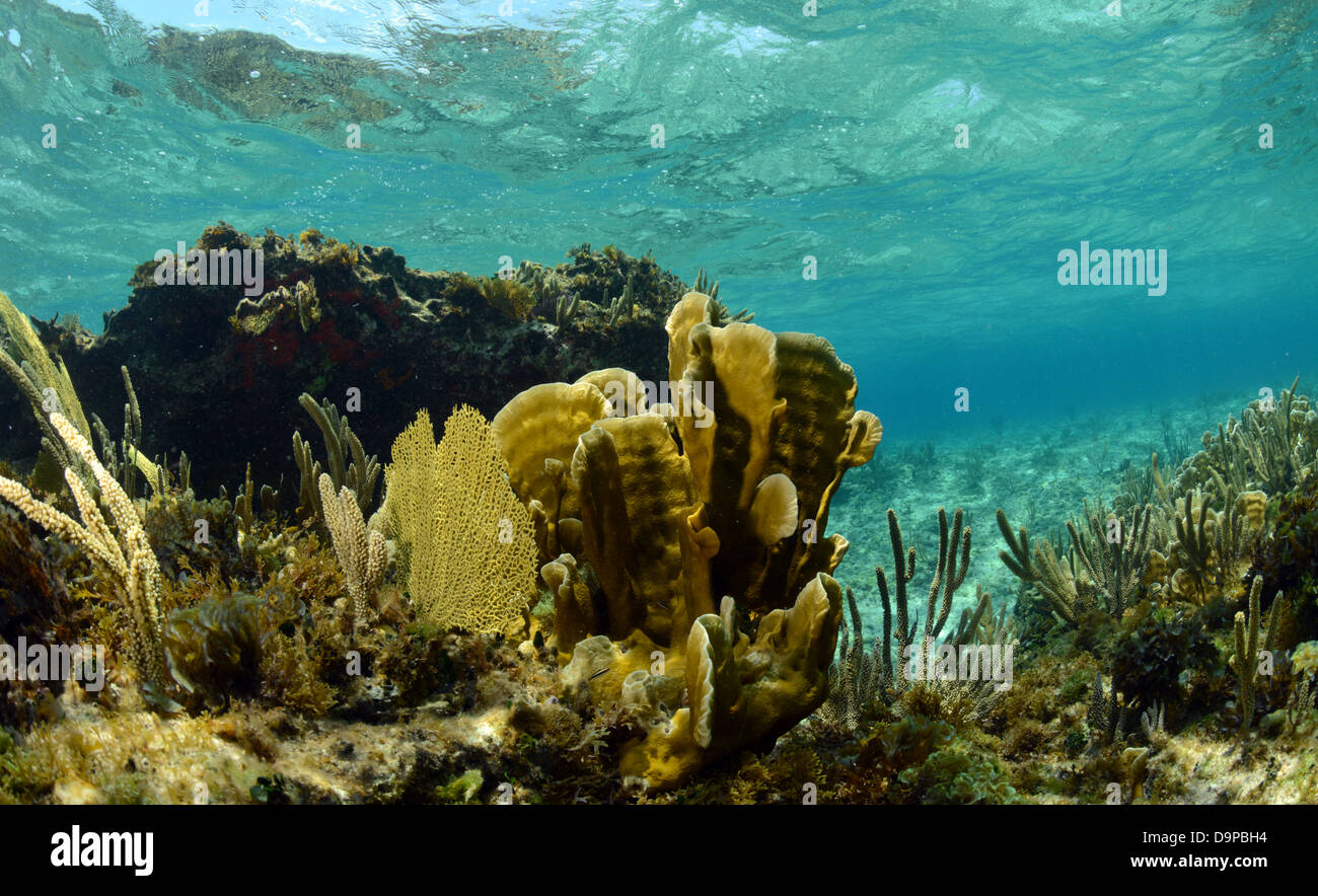 Coral and sea fans in underwater nature landscape Stock Photo - Alamy