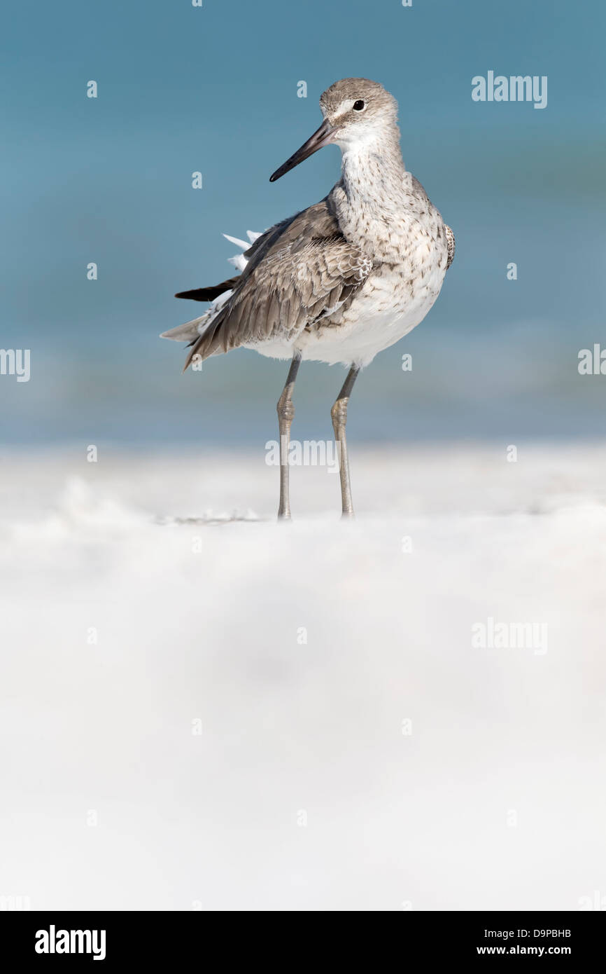 Willet on white hi-res stock photography and images - Alamy