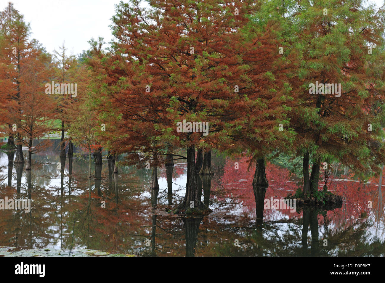 Autumn trees inside lake Stock Photo - Alamy