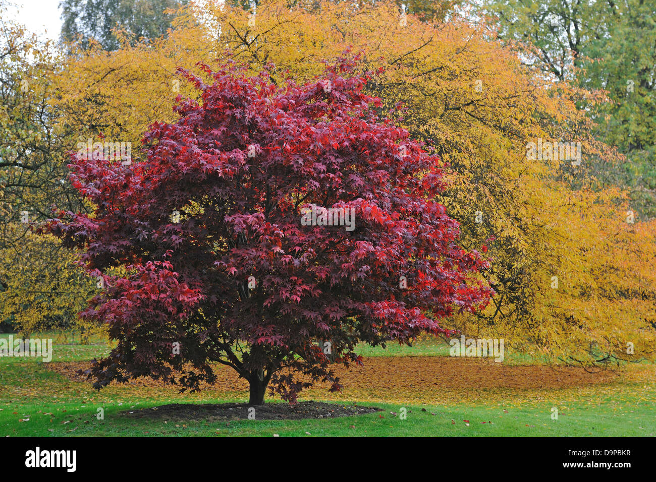 Trees broad leaves hi-res stock photography and images - Alamy