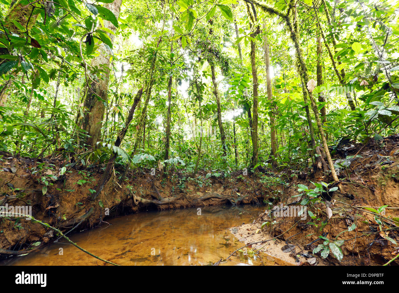 Stream winding through lowland tropical rainforest in the Ecuadorian ...