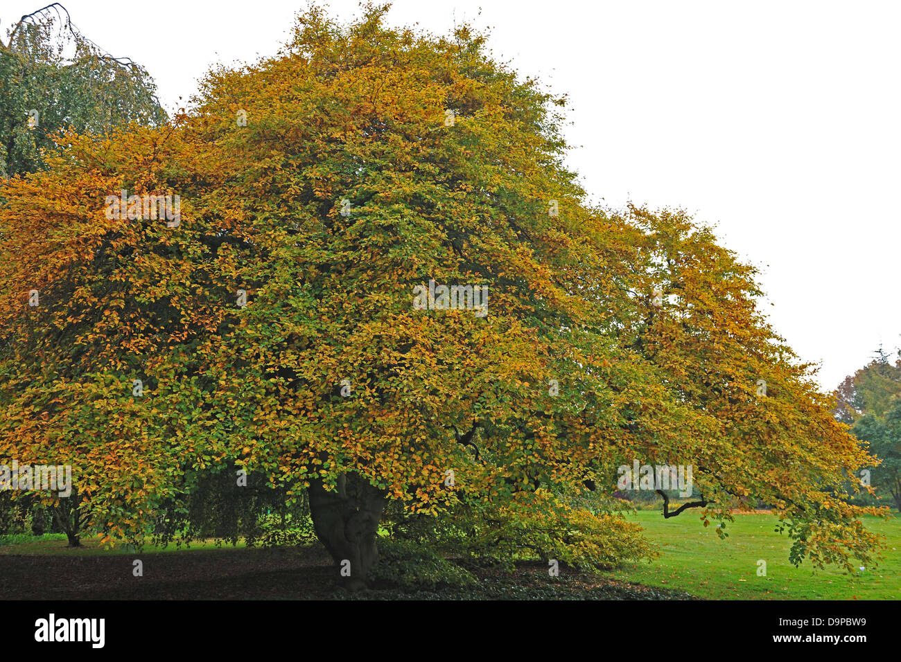 Broad leafed tree hi-res stock photography and images - Alamy