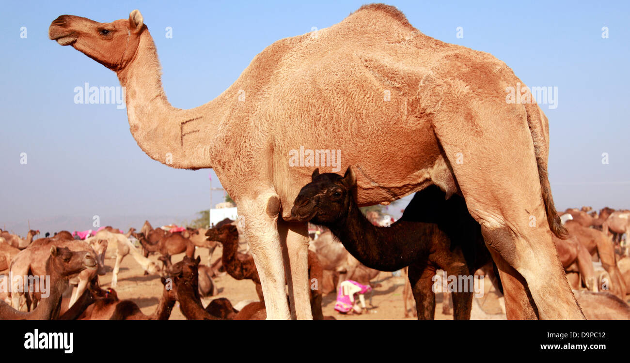 Baby camel feeding hi-res stock photography and images - Alamy