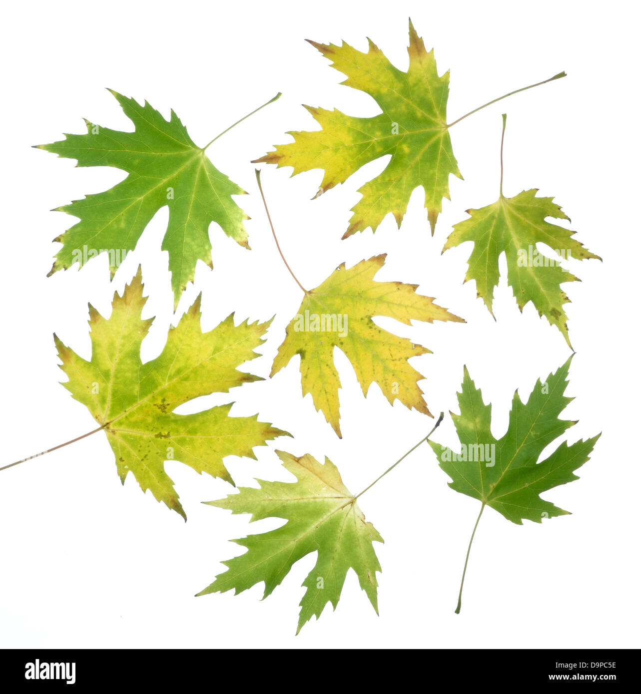Maple leaves change color Cut Out Stock Images & Pictures - Alamy