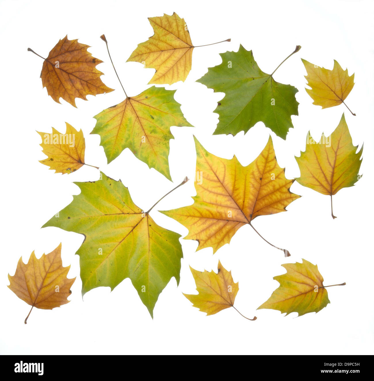 Greenery diversity Cut Out Stock Images & Pictures - Alamy