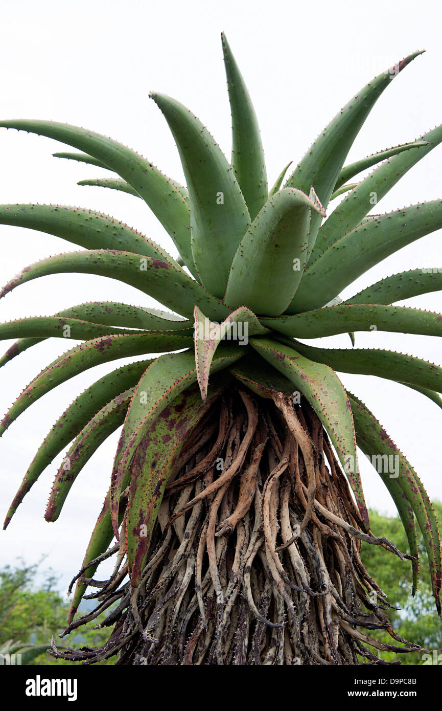 Closeup of Aloe Excelsa tree in KwaZulu-Natal, South Africa Stock Photo ...