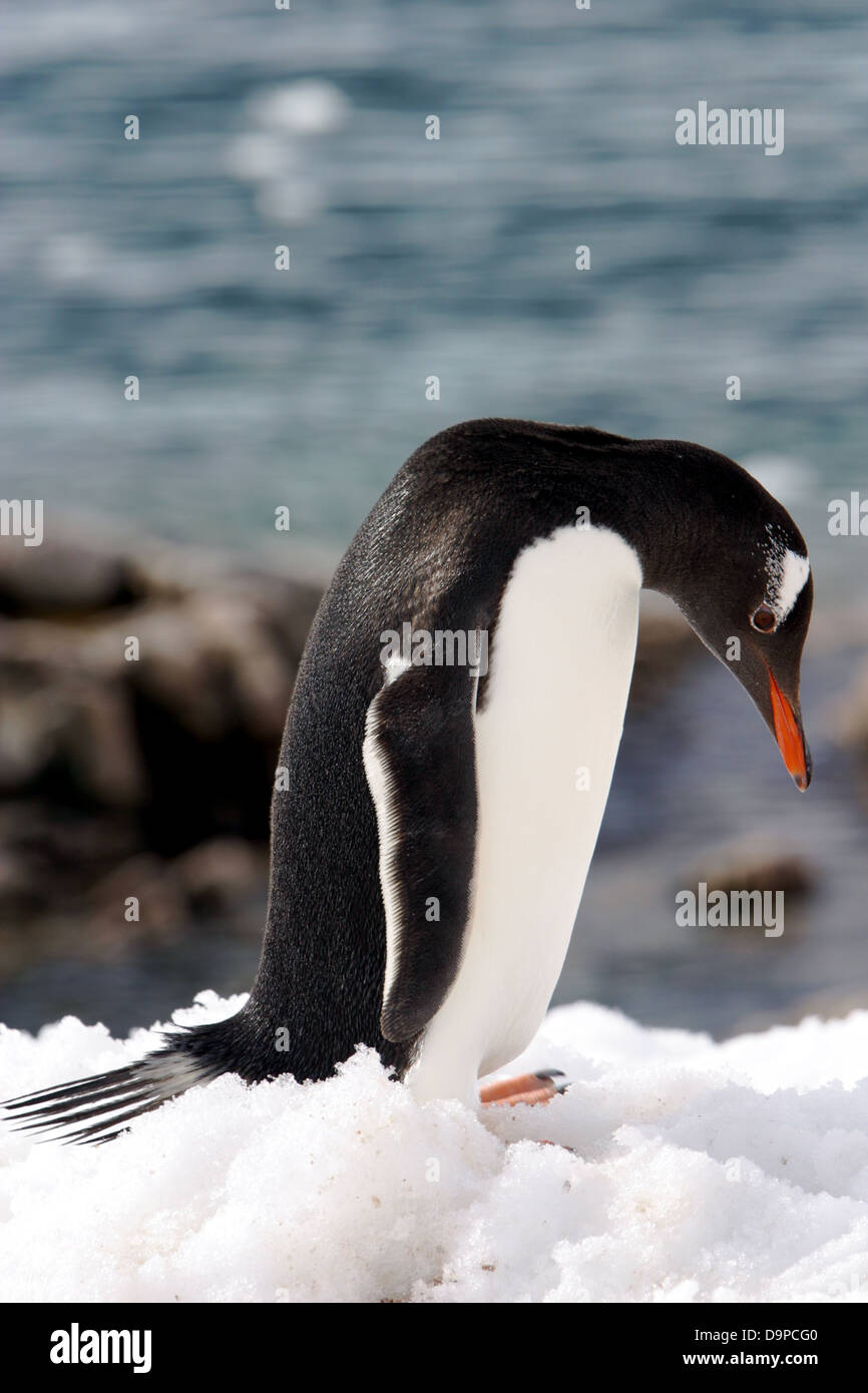 Cuverville Island, in the mid-peninsula area, boasts Antarctica's ...