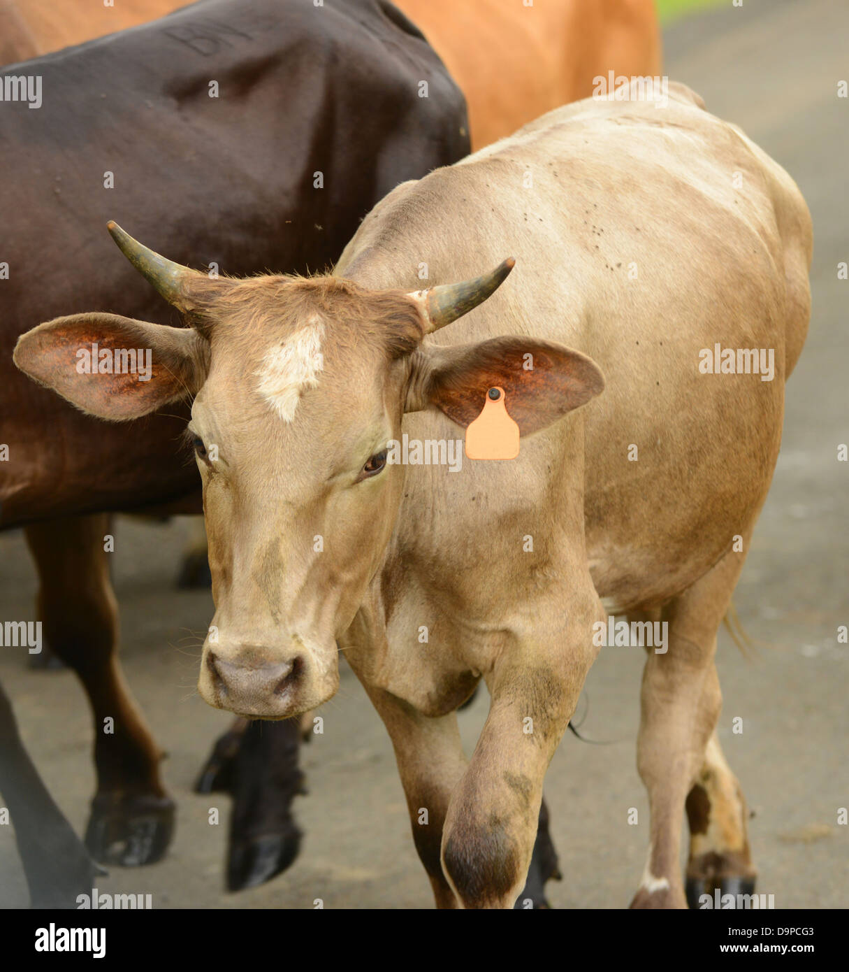 cow with horns walking down road in panama Stock Photo - Alamy