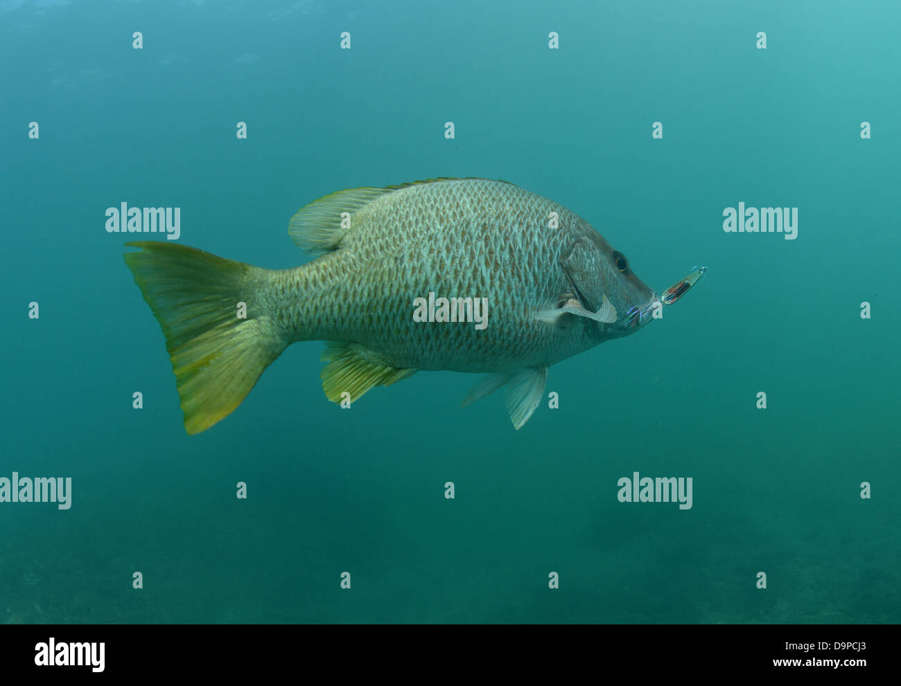 pacific yellowtail fish swimming and caught in ocean with hook in its ...