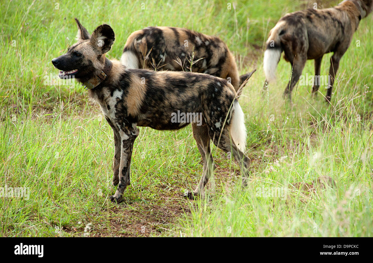 African Wild Dogs Stock Photos & African Wild Dogs Stock Images - Alamy