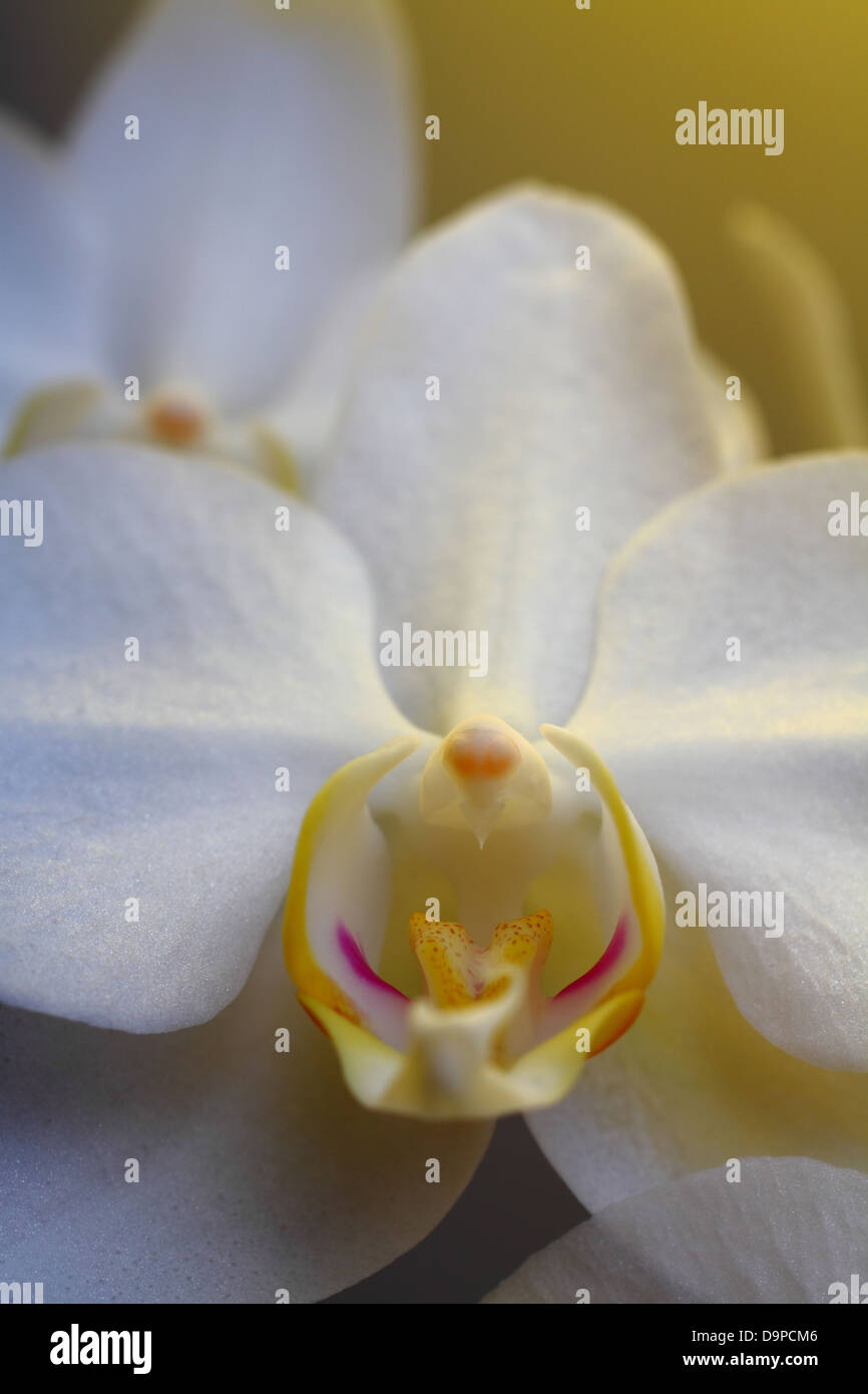 Dreamy orchids hi-res stock photography and images - Alamy