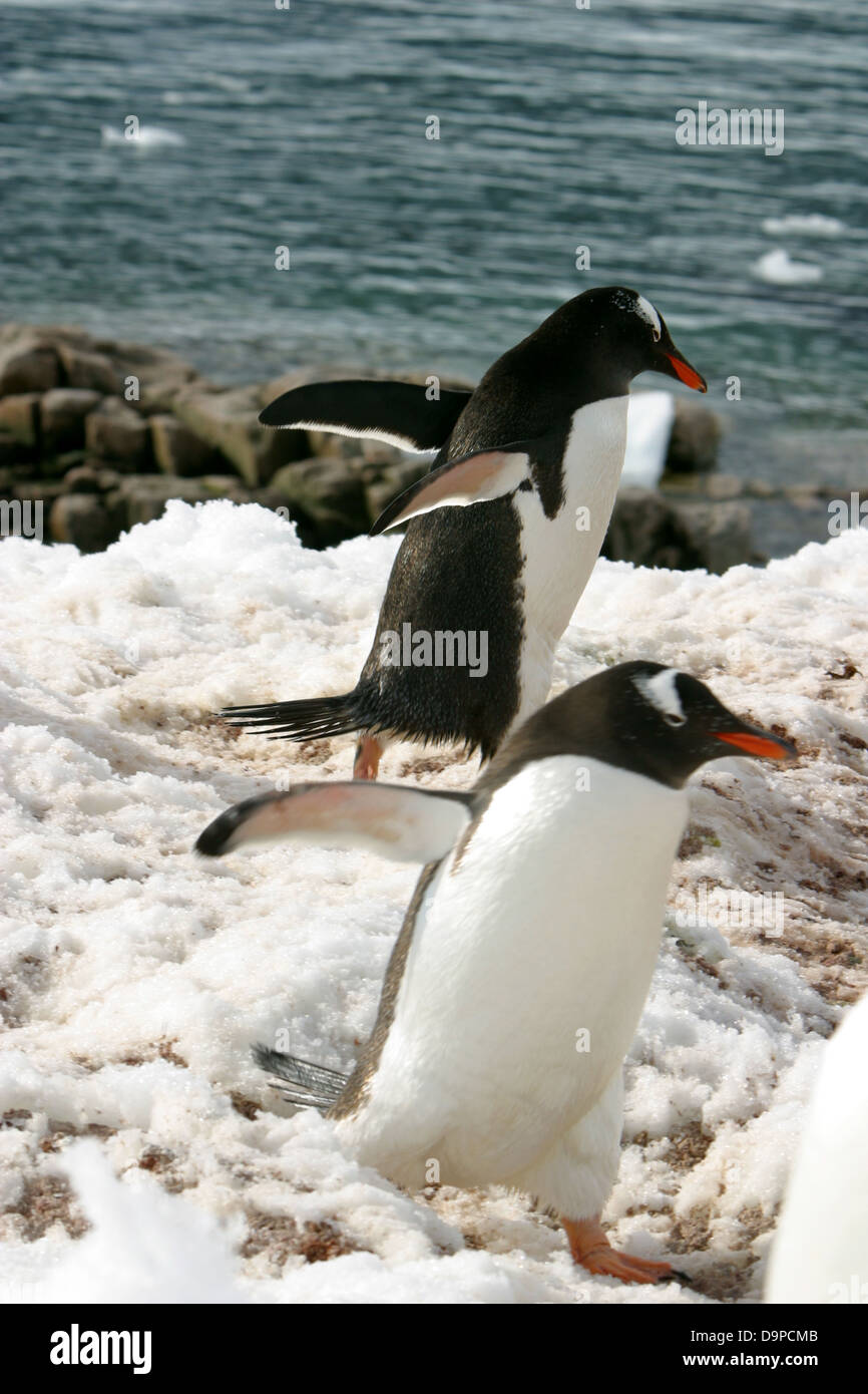 Cuverville Island, in the mid-peninsula area, boasts Antarctica's ...