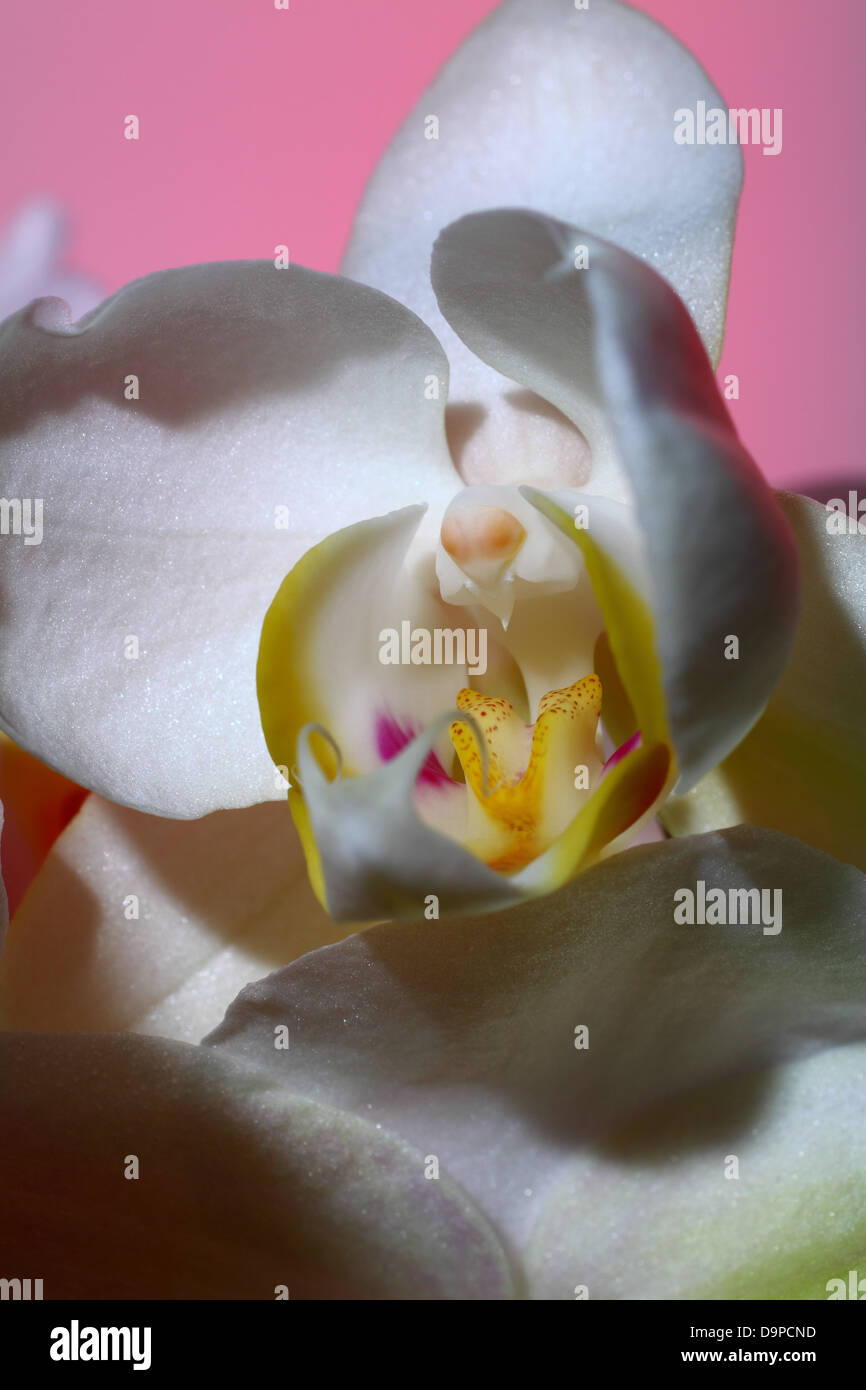 Orchids textures hi-res stock photography and images - Alamy