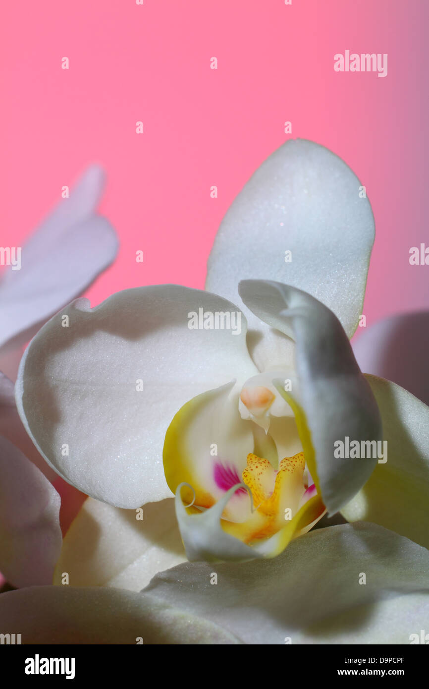 Creamy white orchids hi-res stock photography and images - Alamy