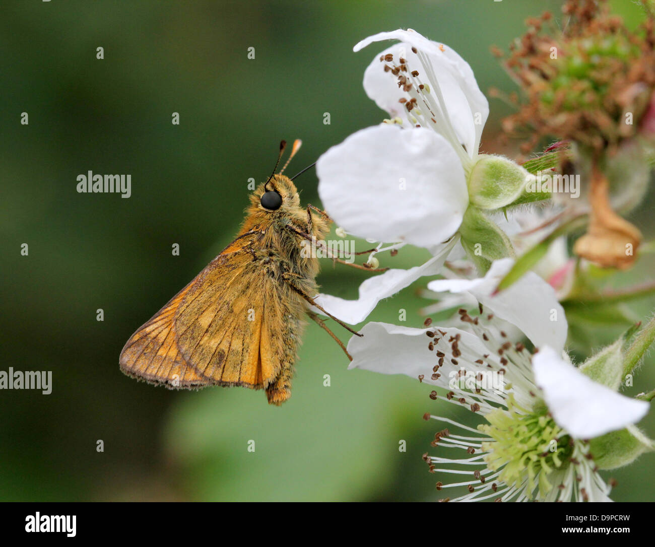 Large skipper butterfly hi-res stock photography and images - Alamy