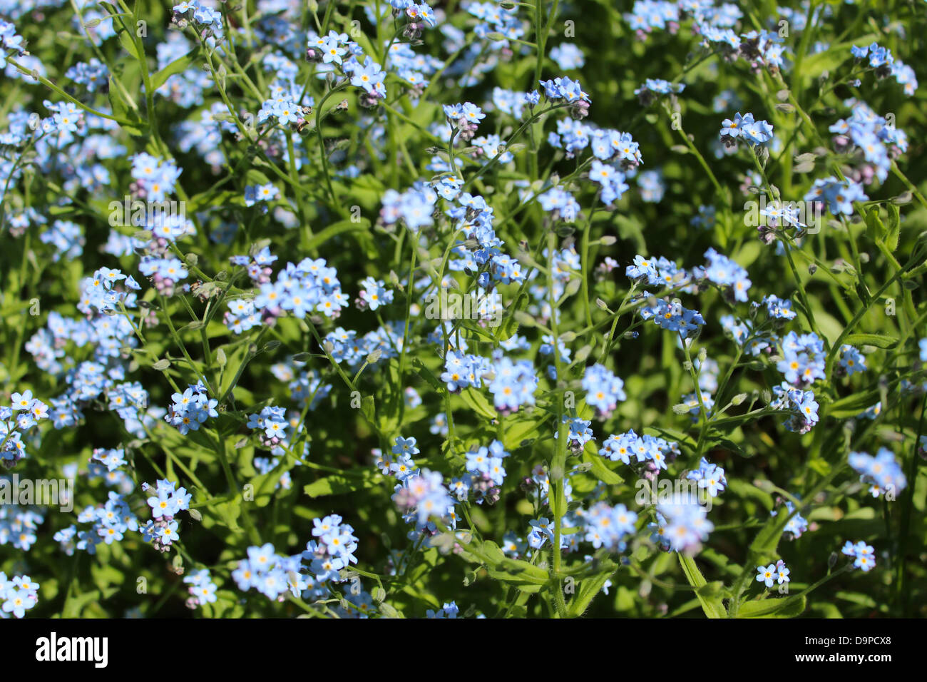 image of beautiful bed with blue forget-me-not Stock Photo - Alamy