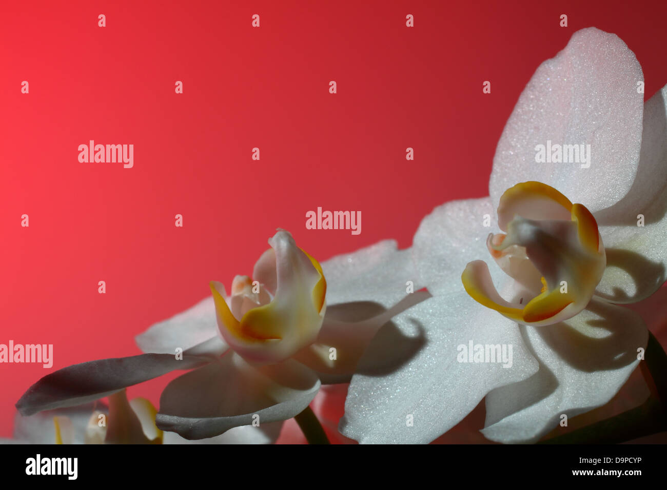 Close up of orchid in bloom Stock Photo - Alamy