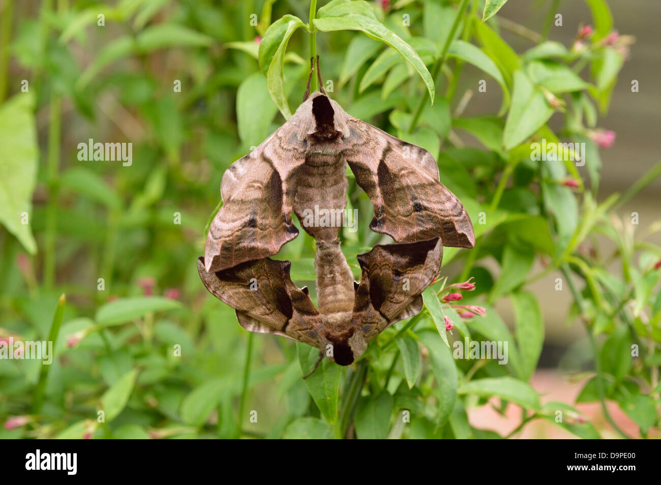 Eyed hawk moth (Smerinthus ocellata: Sphingidae), mating pair, UK Stock ...