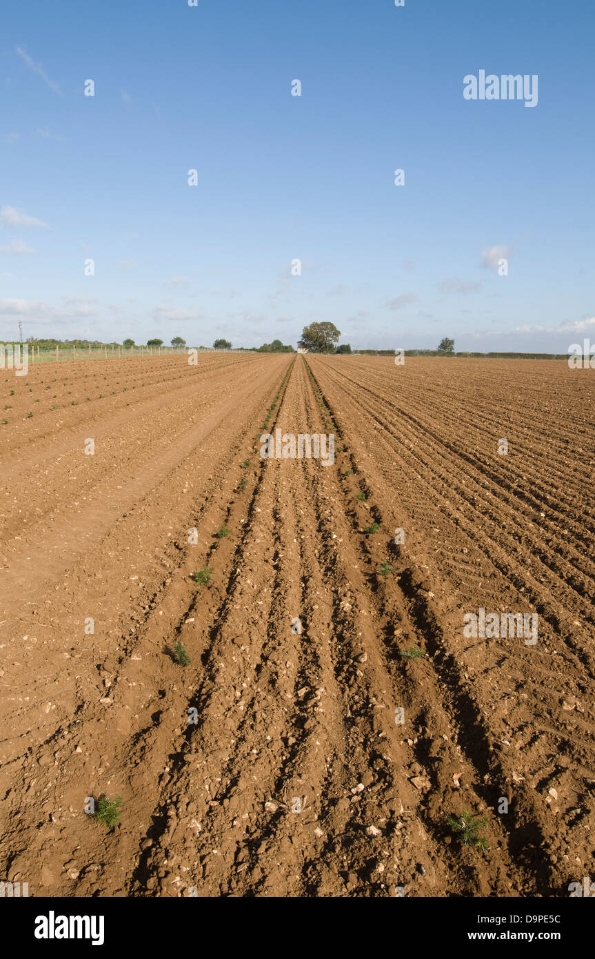 Lincolnshire farm workers hi-res stock photography and images - Alamy