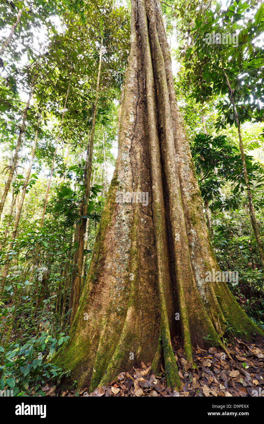Rainforest Tree Buttressed Trunk Stock Photos & Rainforest Tree ...