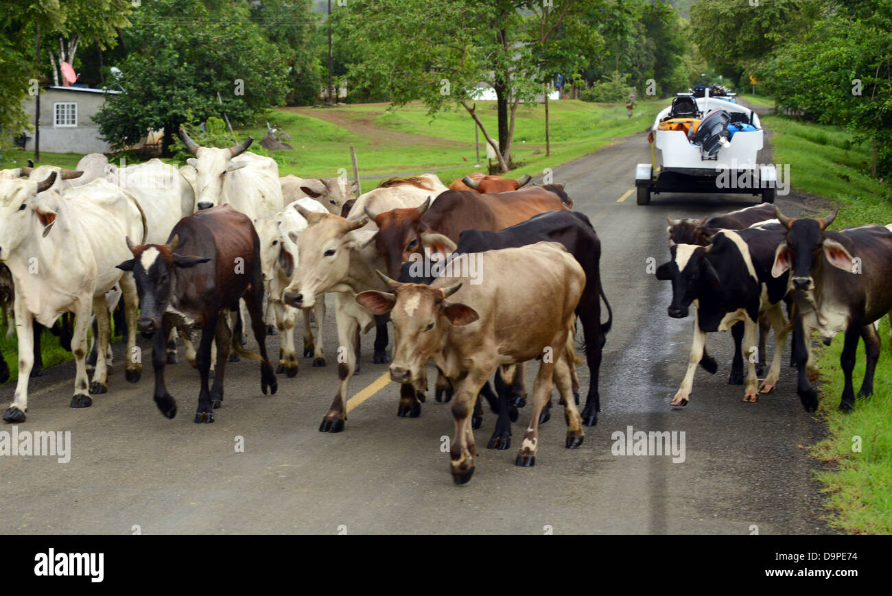 Herd of cows blocking road hi-res stock photography and images - Alamy