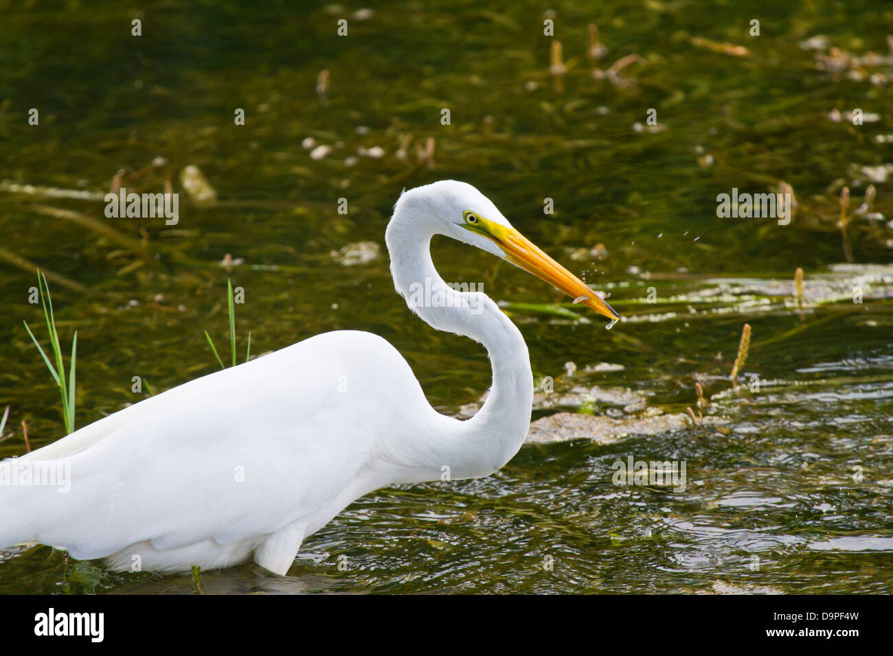 Morning catch hi-res stock photography and images - Alamy