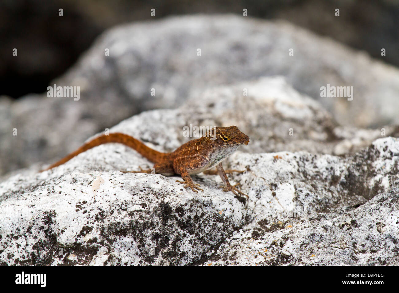 Florida Anole Lizard Stock Photo - Alamy