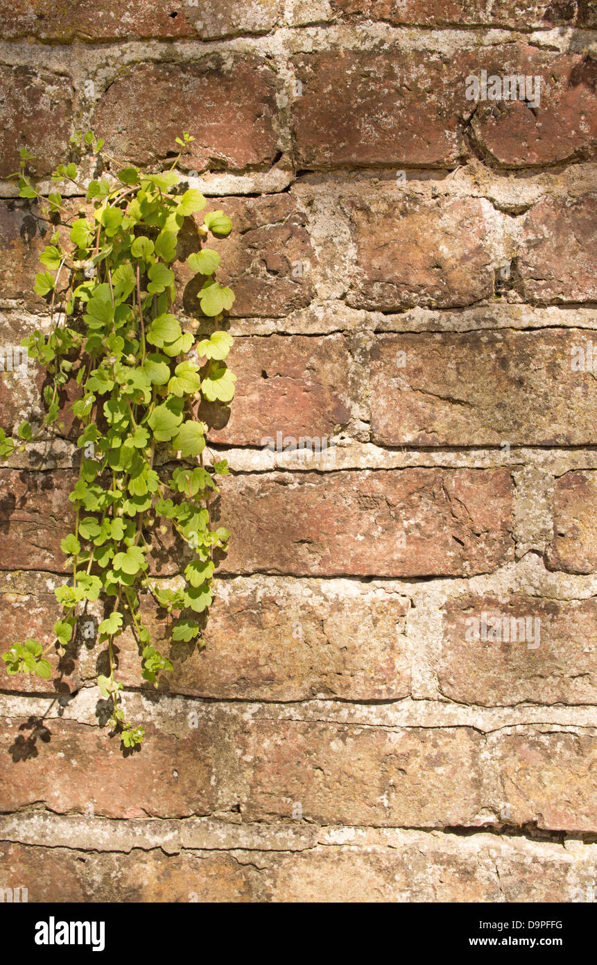 Red brick wall with weed growing Stock Photo - Alamy