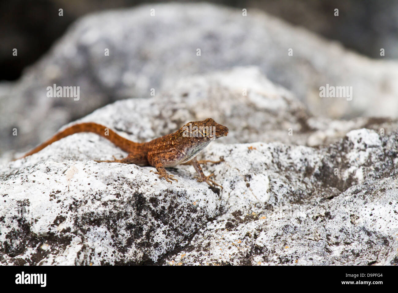 Brown anole lizard florida hi-res stock photography and images - Alamy
