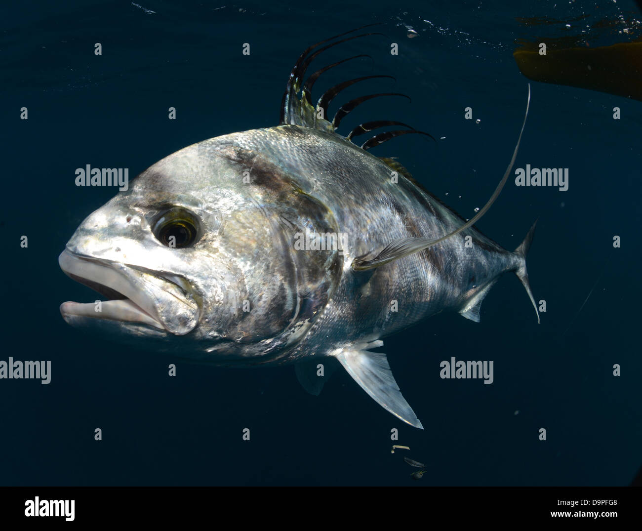 roosterfish swimming underwater in warm waters of Pacific ocean Stock ...