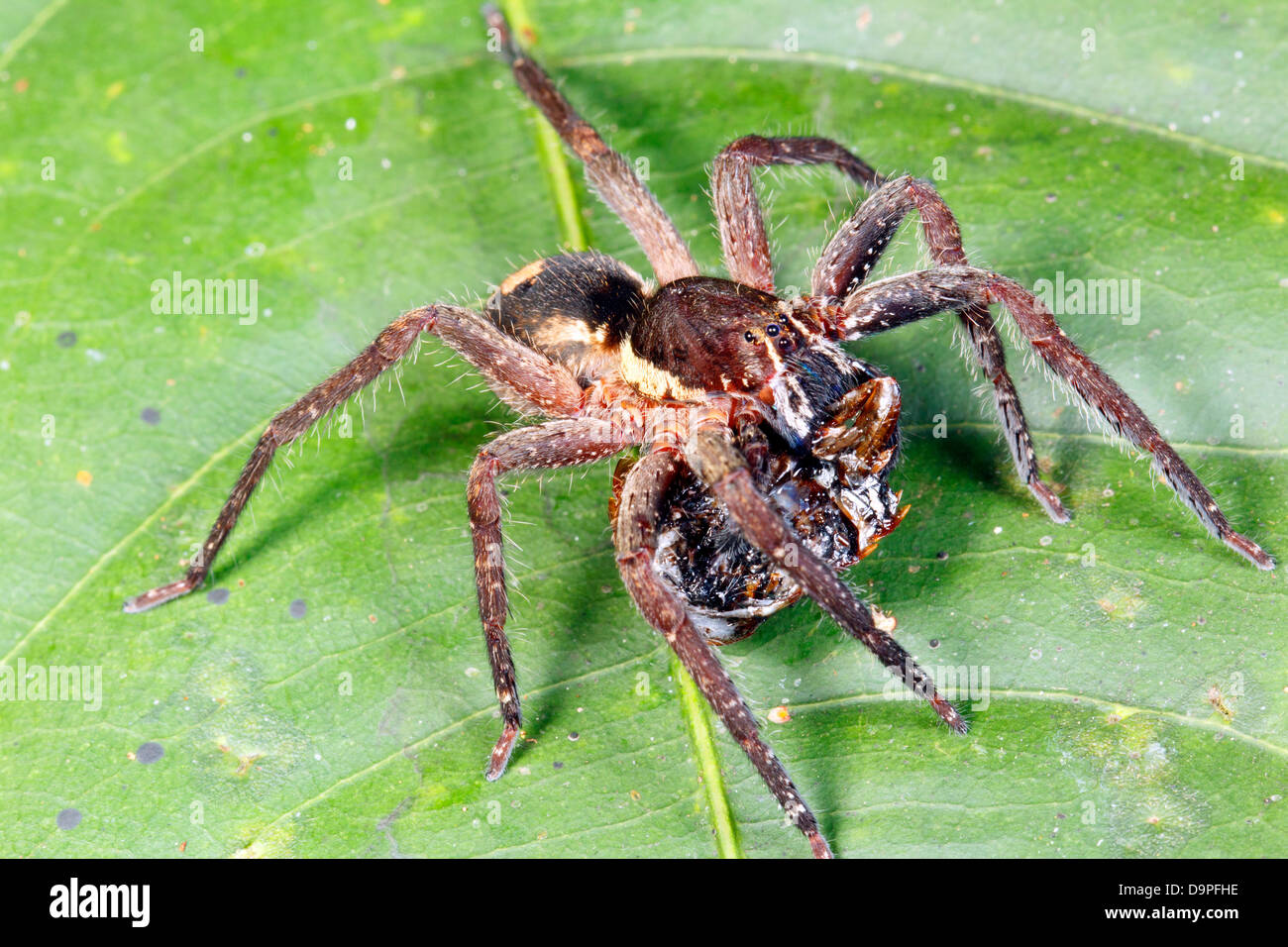 Wandering spider (family Ctenidae) eating an insect in the rainforest ...