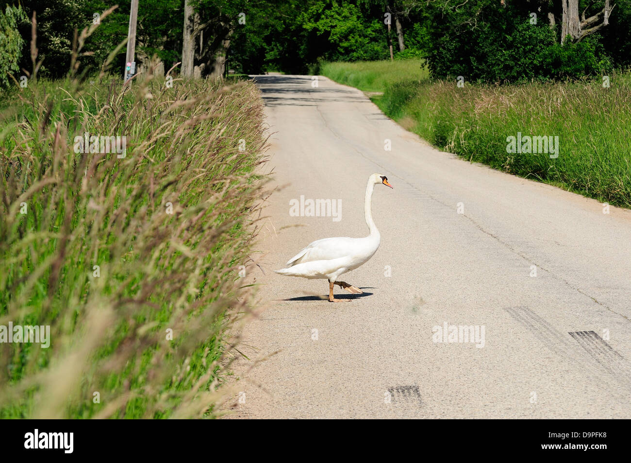Mute swan crossing country road Stock Photo - Alamy