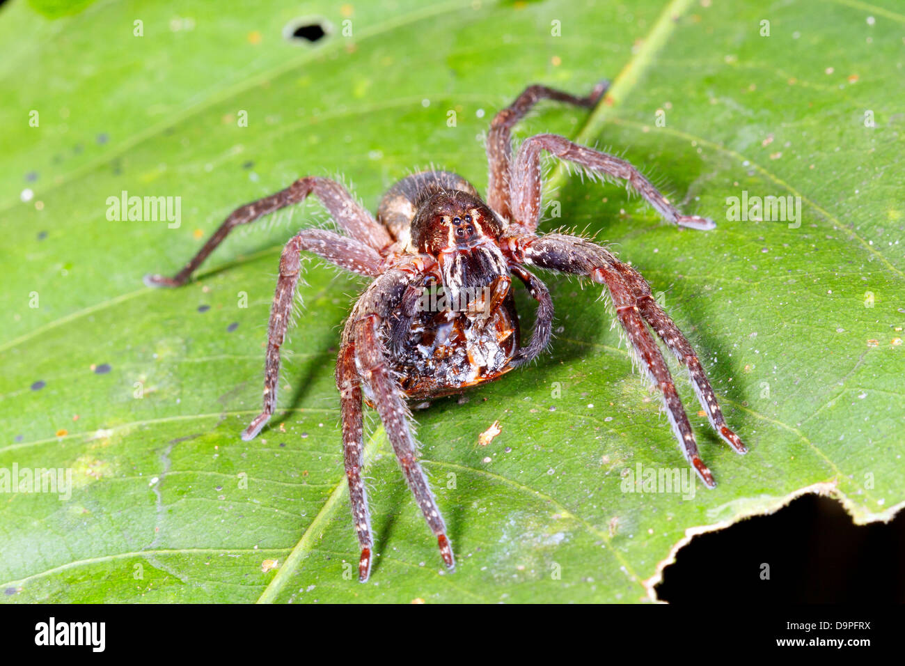 Wolf spider eating hi-res stock photography and images - Alamy