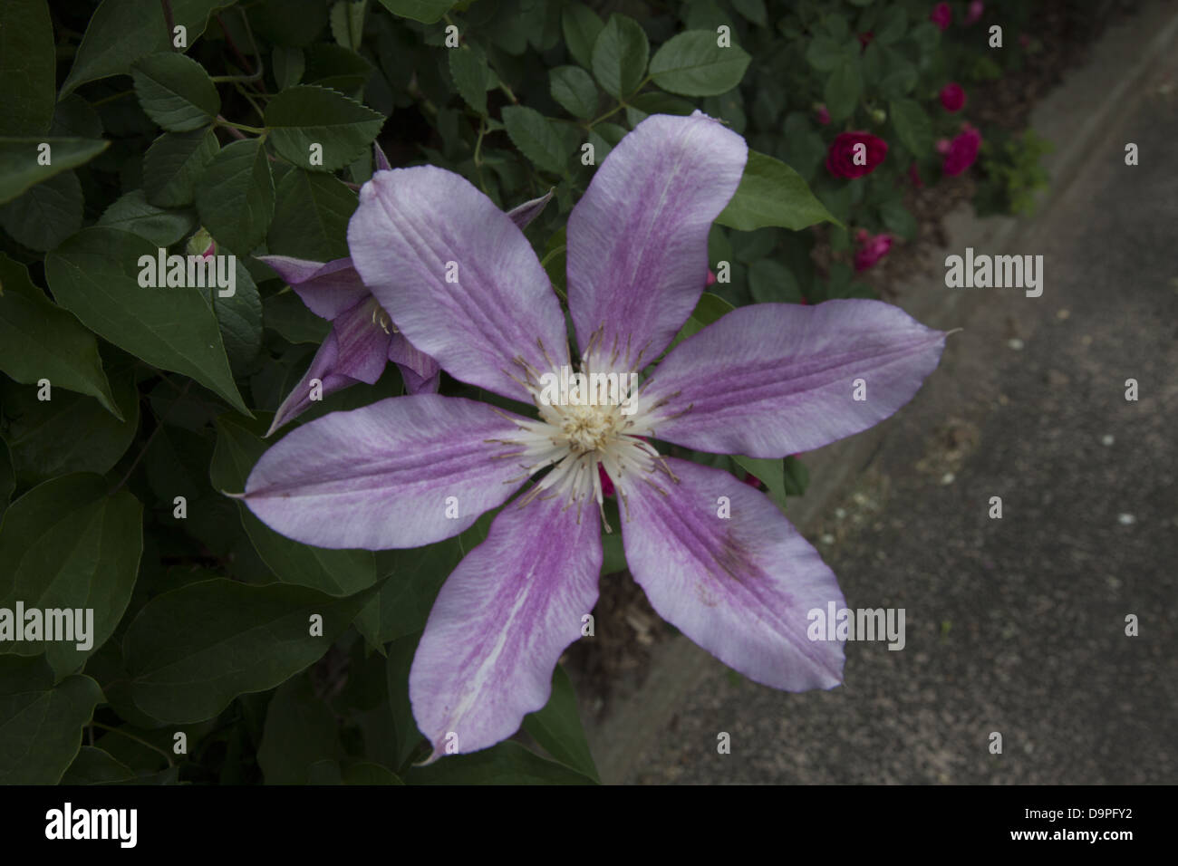 Brooklyn botanic rose garden hi-res stock photography and images - Alamy