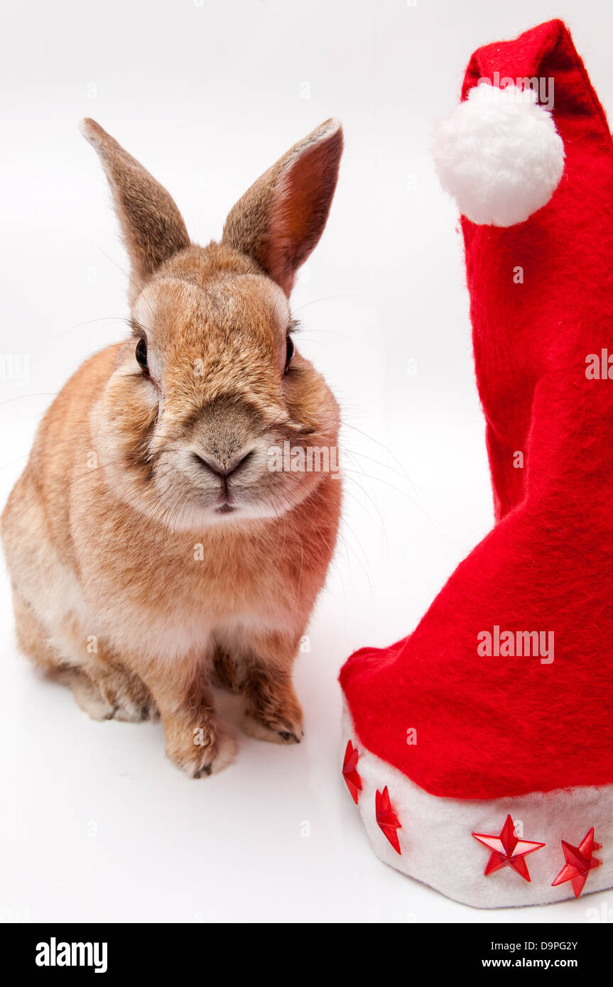 Funny rabbit wearing christmas hat hi-res stock photography and images ...