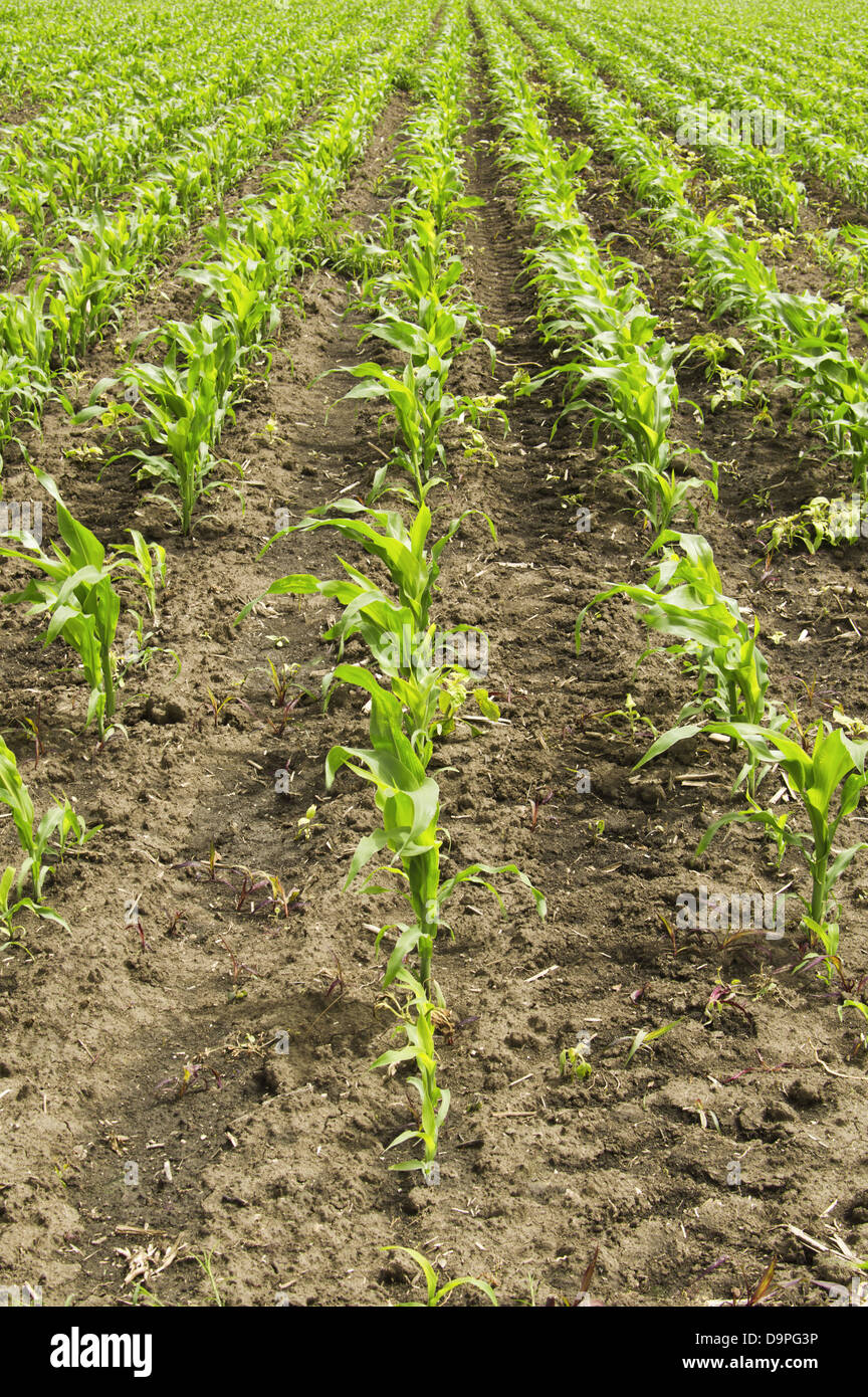 Young corn field on the farm. Spring season Stock Photo - Alamy